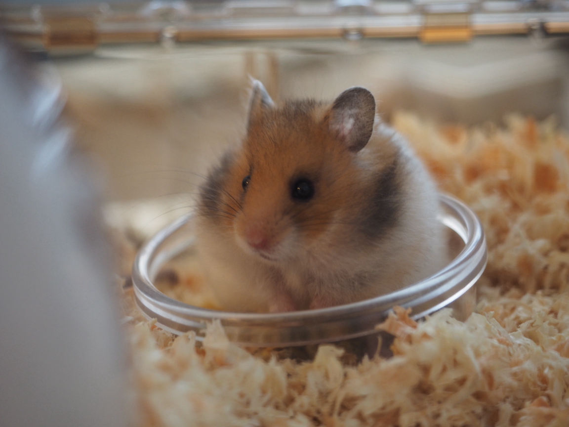 Raspberry PiとLINE Botを連携してハムスターの環境を監視する - Tech Inside Drecom